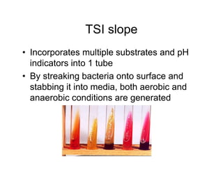 biochemical_identifcation_of_bacteria_slides.pdf