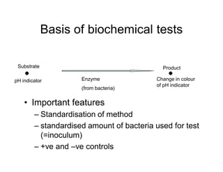 biochemical_identifcation_of_bacteria_slides.pdf
