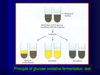 Biochemical identification of bacteria | PPT