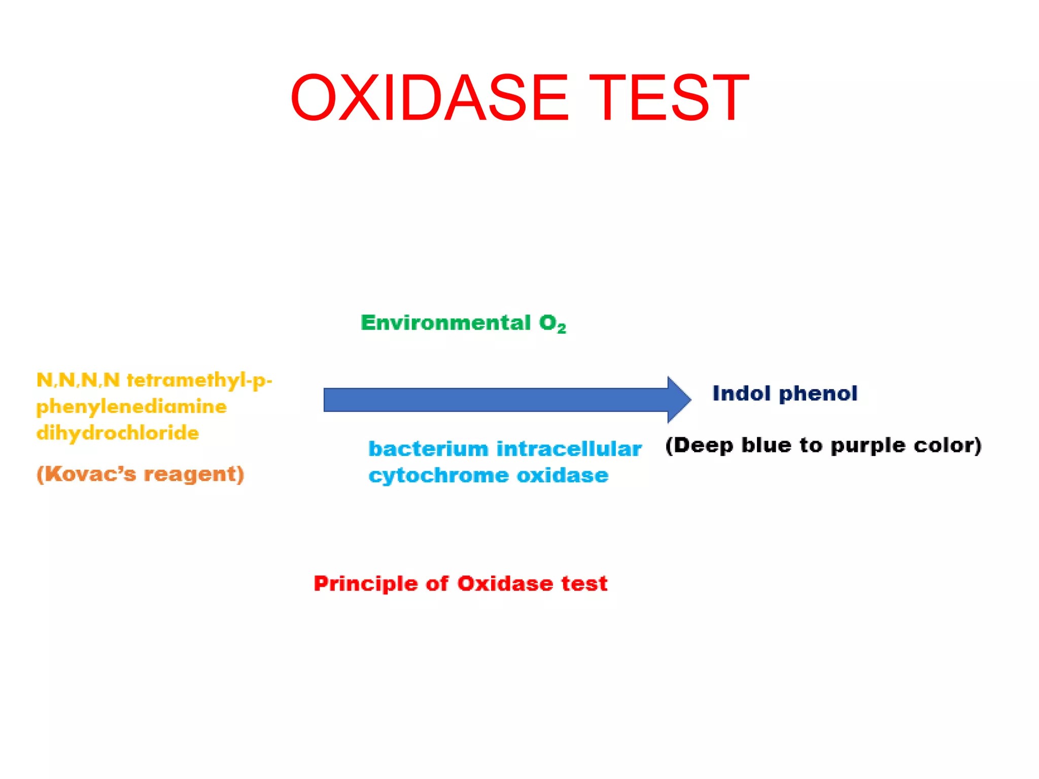 Biochemical Identification of bacteria 2023 sk.ppt | Blood Disorders ...