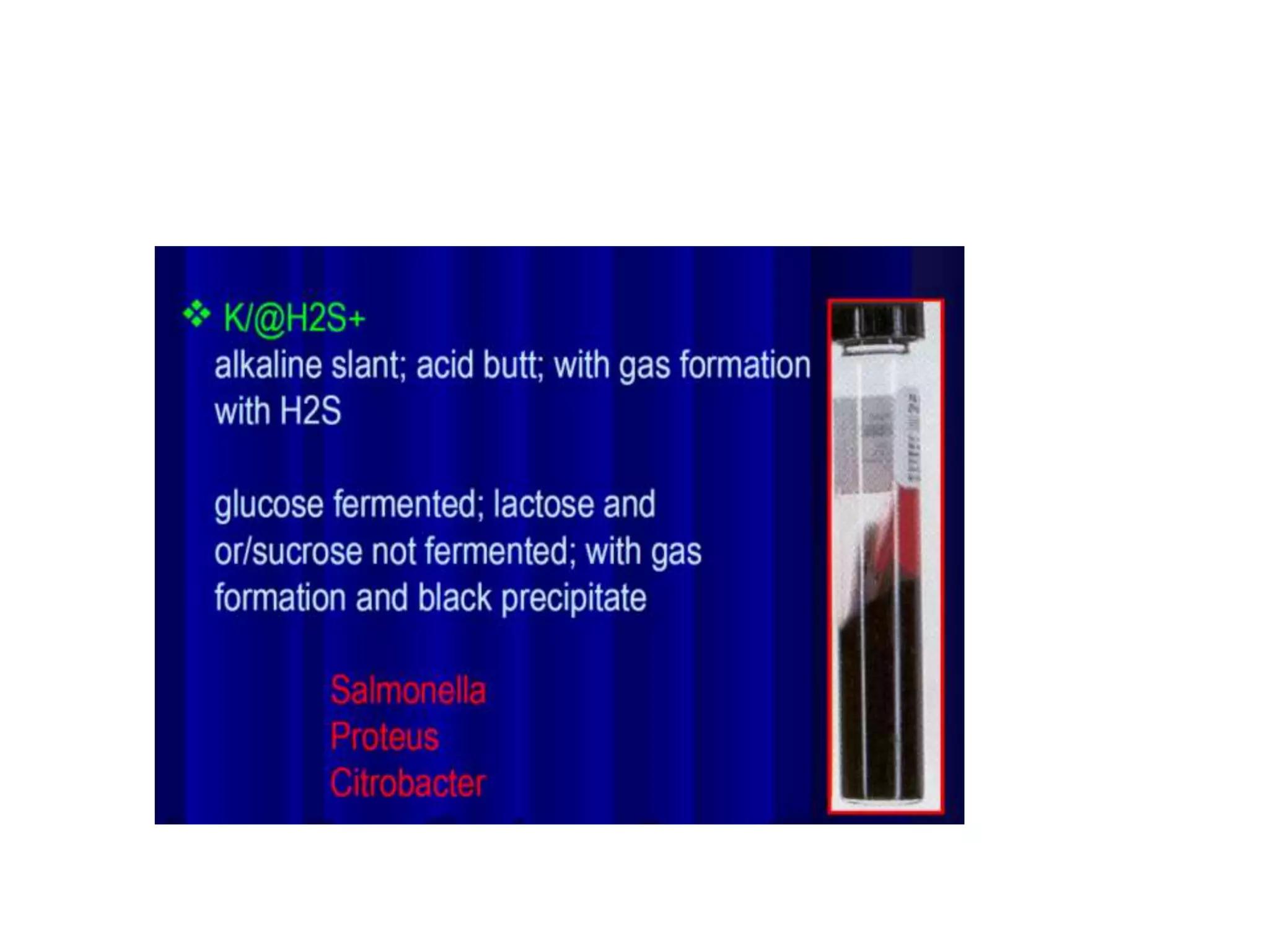 Biochemical Identification of bacteria 2023 sk.ppt