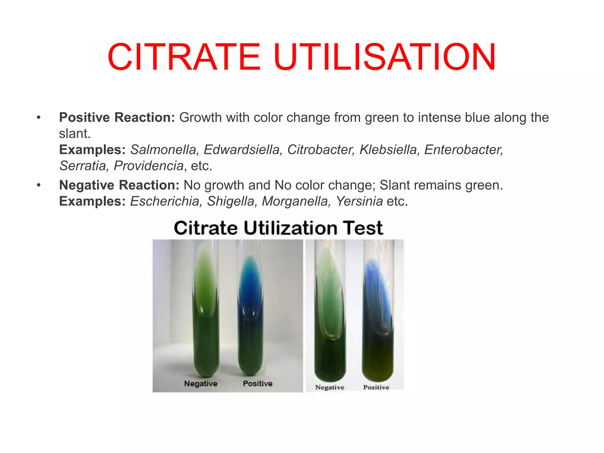 Biochemical Identification of bacteria 2023 sk.ppt | Blood Disorders ...