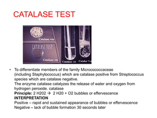 Biochemical Identification of bacteria 2023 sk.ppt | Blood Disorders ...