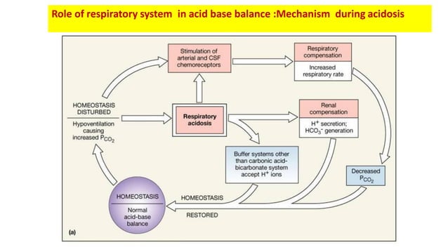 Biochemical mechanismsof acid base balance and acid base disorders ...