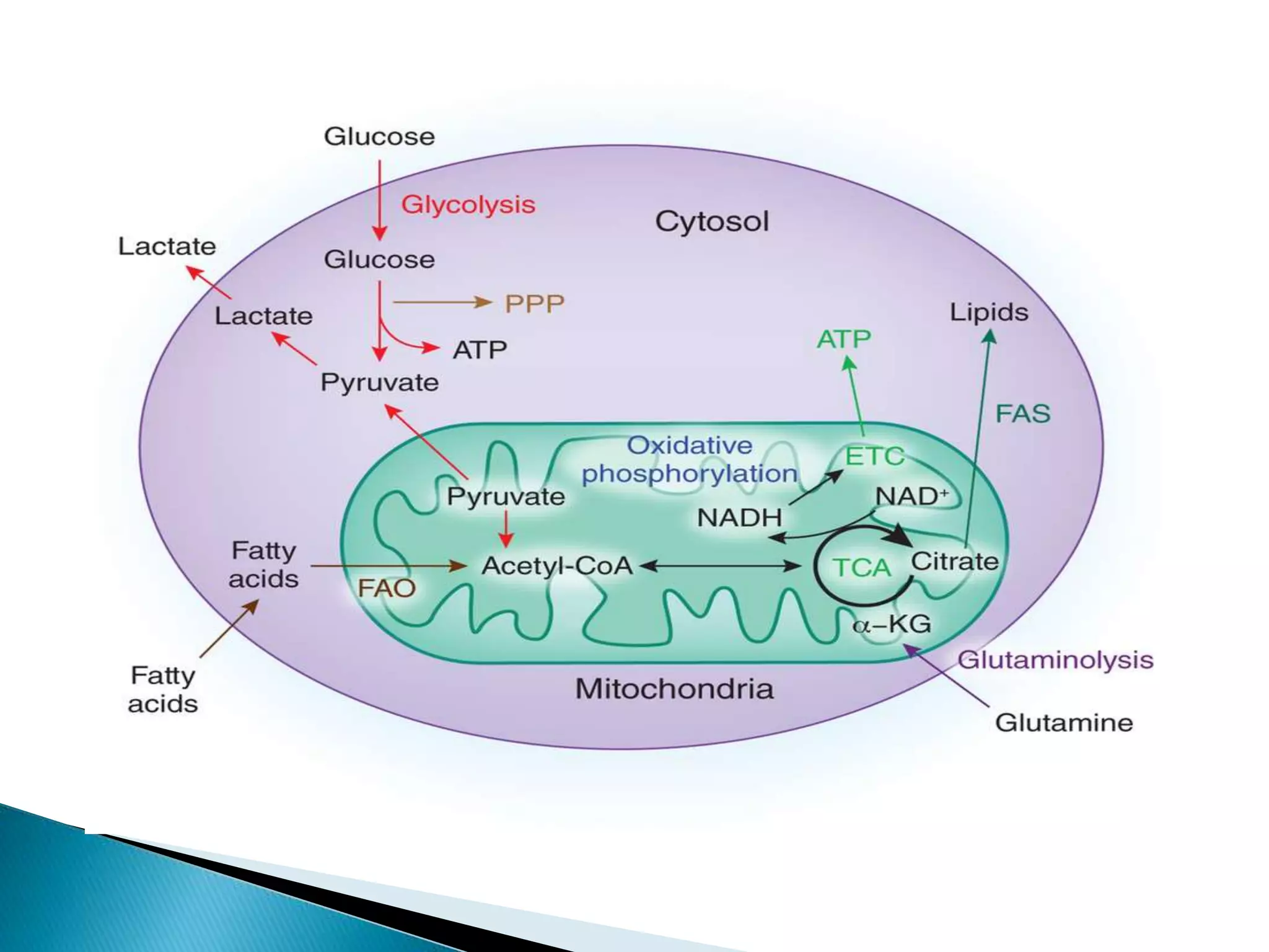 Biochemical organization of the cell | PPTX