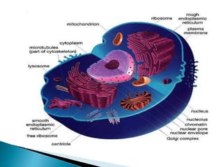 Biochemical organization of the cell | PPTX