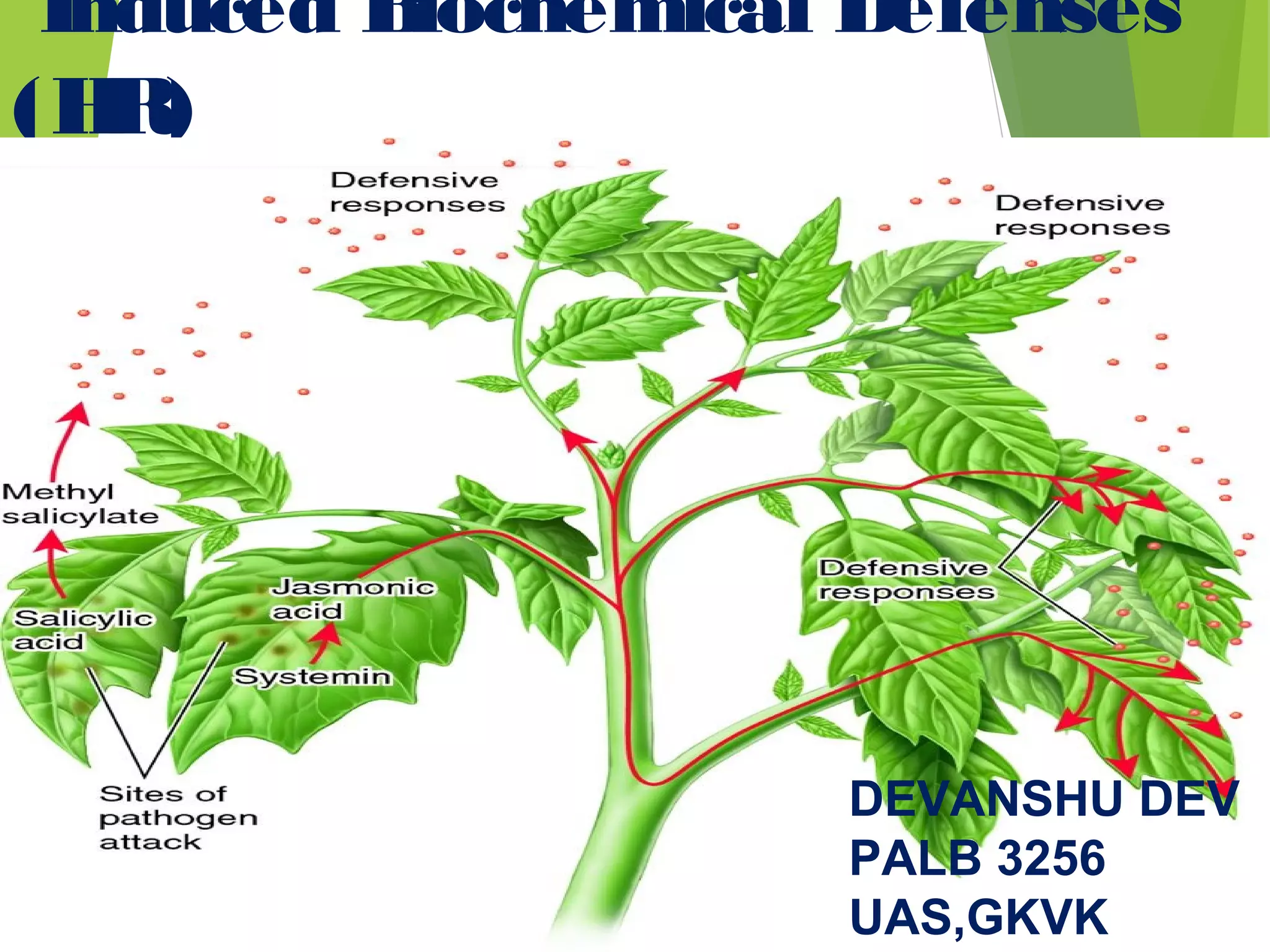 Biochemical plant defences(HR) | PPT