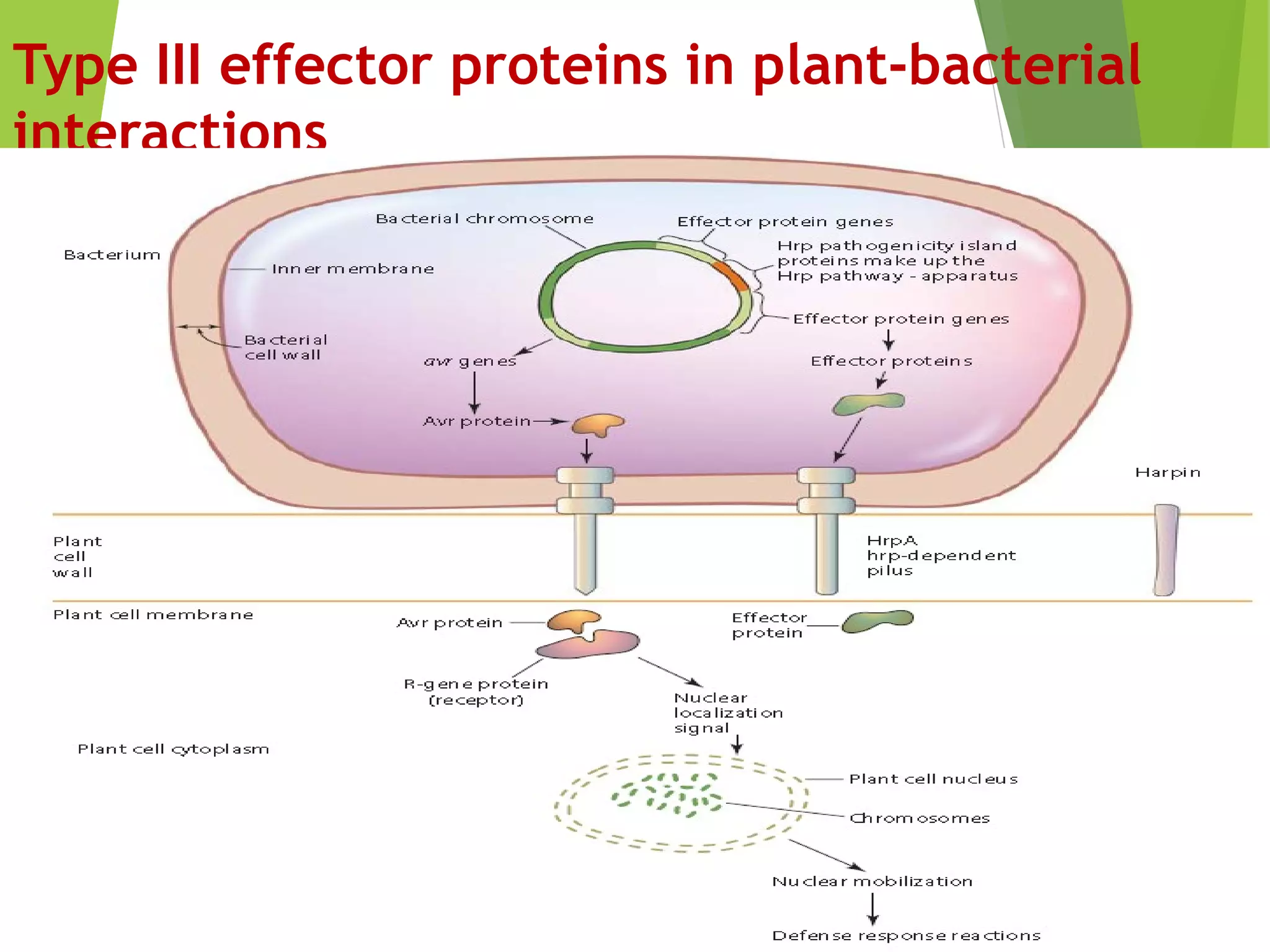 Biochemical plant defences(HR) | PPT | Gardening | Home & Garden