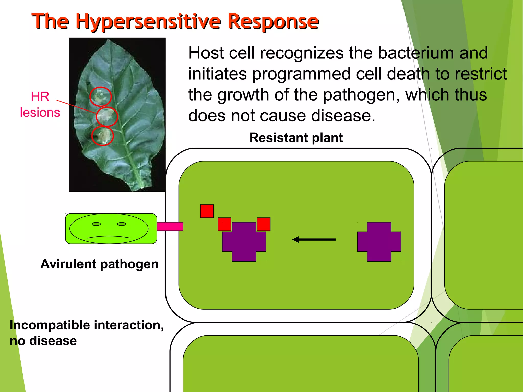 Biochemical plant defences(HR) | PPT | Gardening | Home & Garden