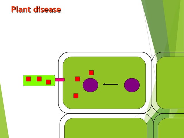 Biochemical plant defences(HR) | PPT | Gardening | Home & Garden