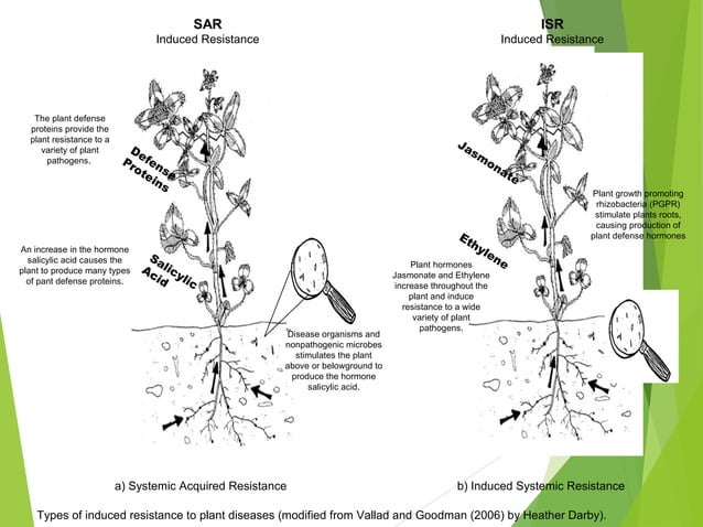 Biochemical plant defences(HR) | PPT | Gardening | Home & Garden