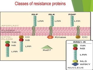Biochemical plant defences(HR) | PPT