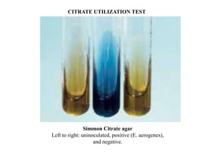 Biochemical Principles, Biochemical tests.pdf