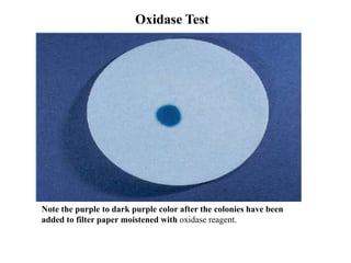 Biochemical Principles, Biochemical tests.pdf