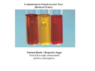 Biochemical Principles, Biochemical tests.pdf