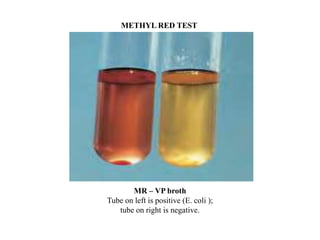 Biochemical Principles, Biochemical tests.pdf