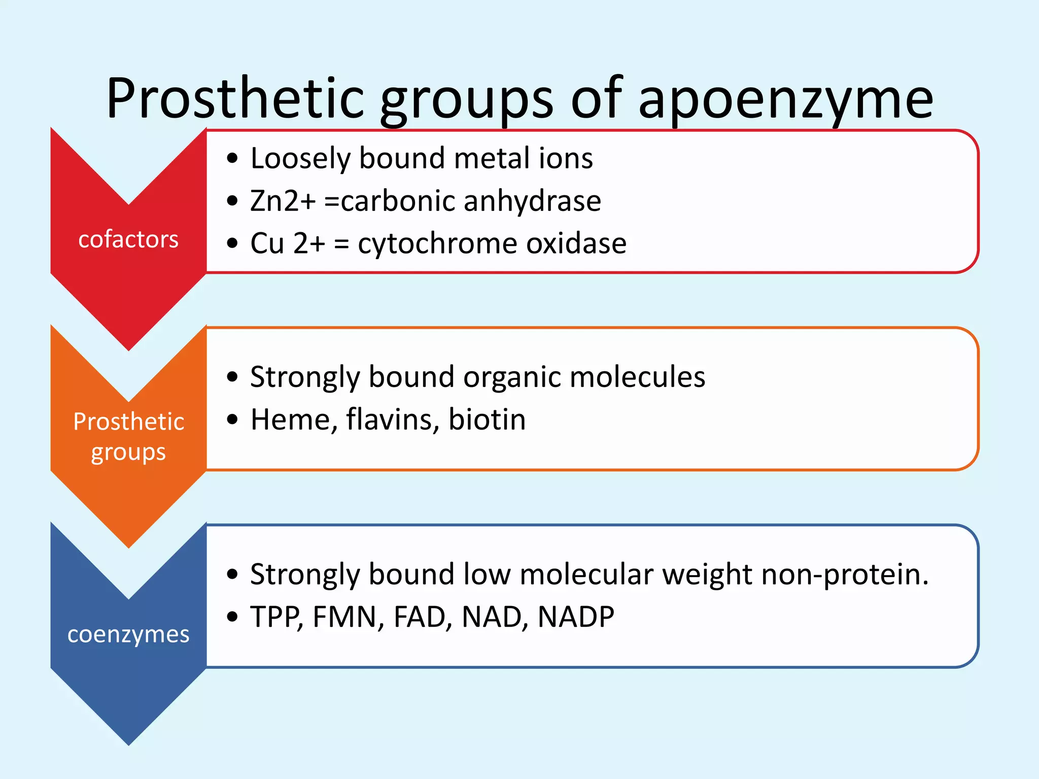 Biochemical principles of enzyme action | PPTX