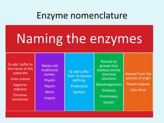 Biochemical principles of enzyme action | PPTX