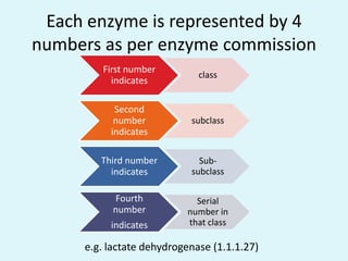 Biochemical principles of enzyme action | PPTX