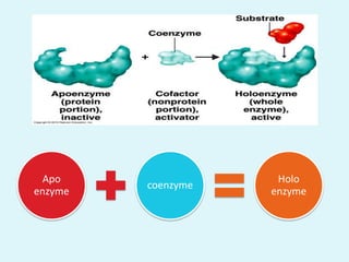 Biochemical principles of enzyme action | PPTX