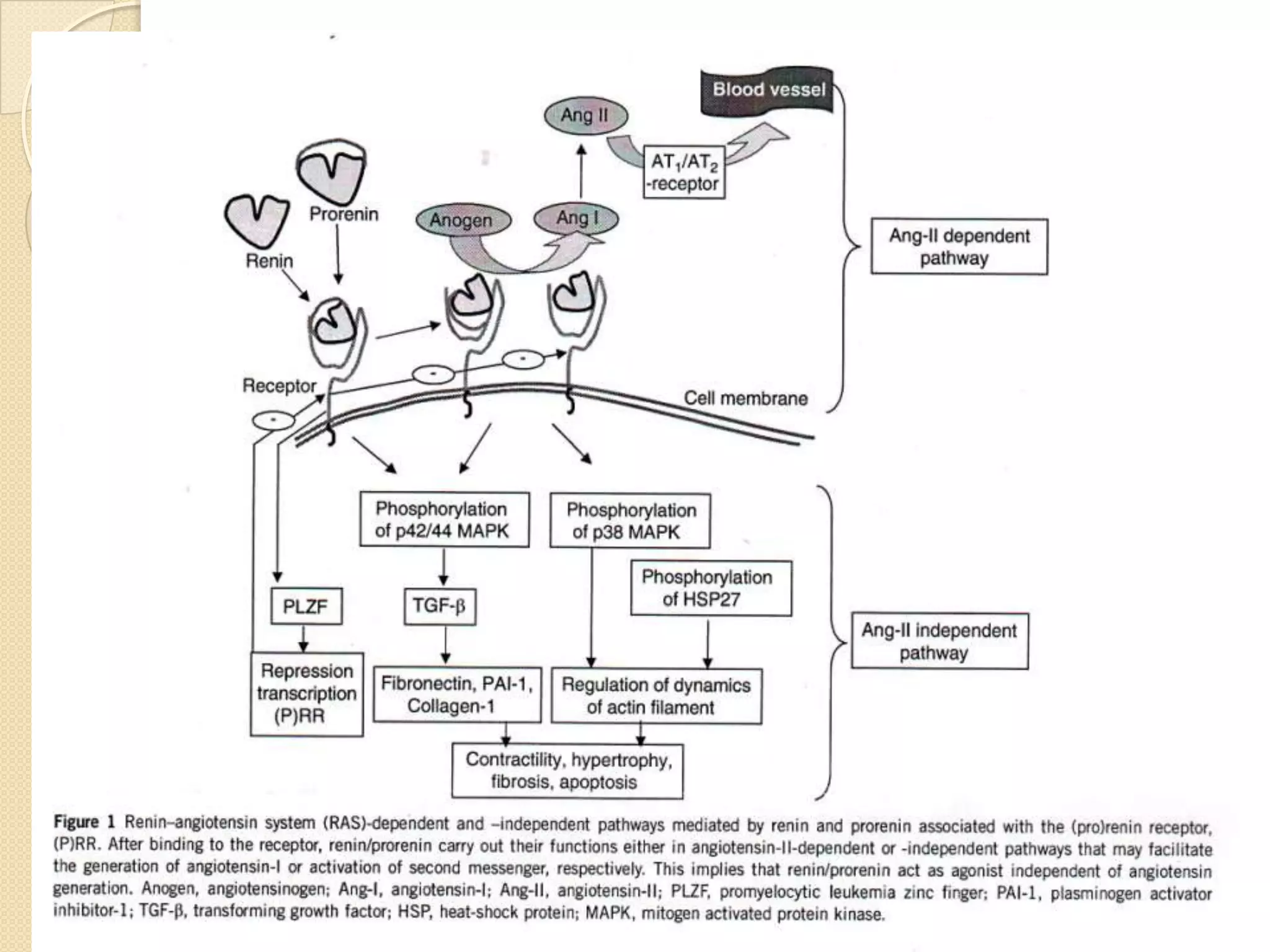 Biochemical properties of renin and prorenin binding | PPT
