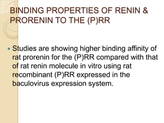 Biochemical properties of renin and prorenin binding | PPT