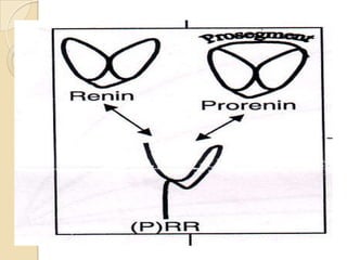 Biochemical properties of renin and prorenin binding | PPT