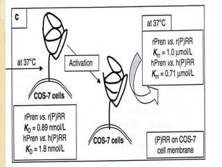 Biochemical properties of renin and prorenin binding | PPT