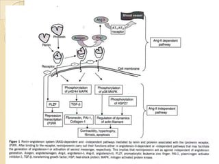 Biochemical properties of renin and prorenin binding | PPT