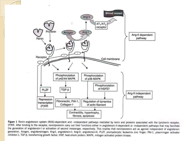 Biochemical properties of renin and prorenin binding | PPT