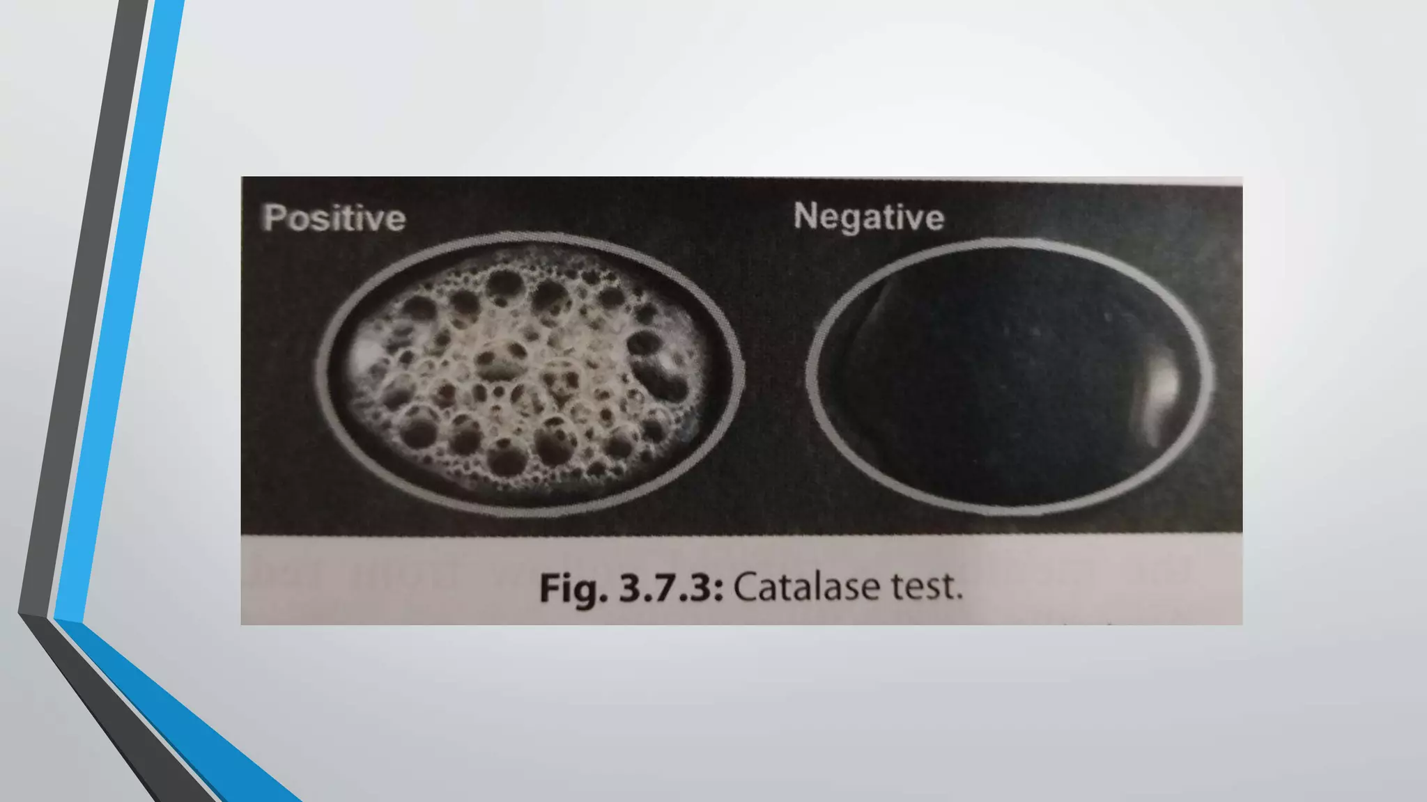 Biochemical reaction | PPTX