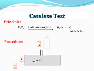 Biochemical Reaction - Prac. Microbiology | PPT