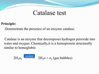 Catalase Reaction