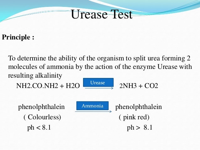 What Is Urease Test Principle Composition