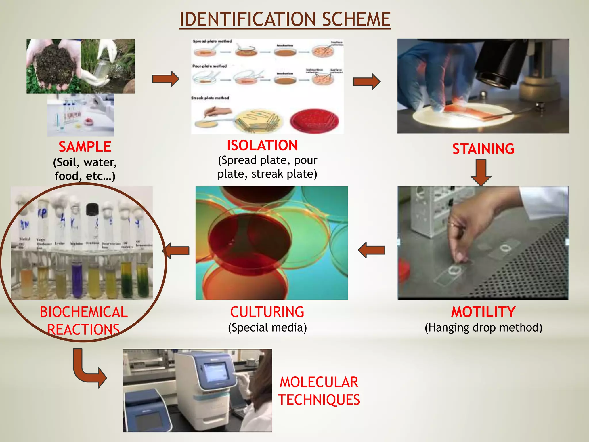 Biochemical reactions | PPTX