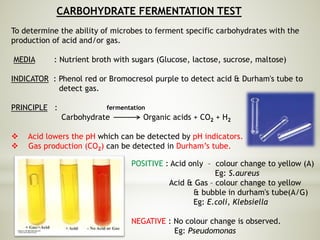 Biochemical reactions | PPTX