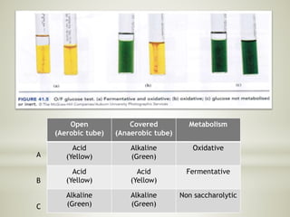 Biochemical reactions | PPTX