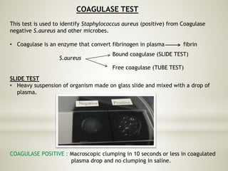 Biochemical reactions | PPTX