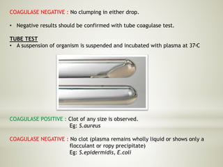 Biochemical reactions | PPTX
