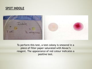 Biochemical reactions | PPTX