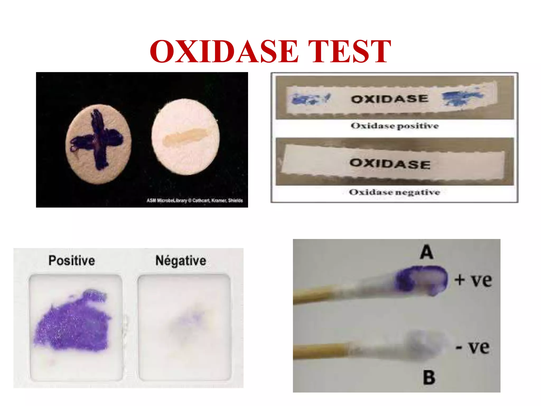 Biochemical reactions new | PPTX