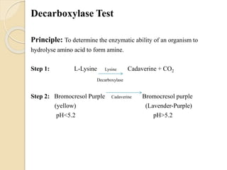 Lysine Decarboxylase Test Reaction