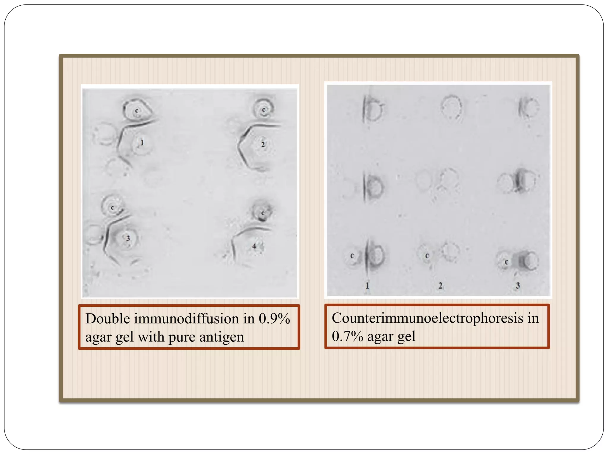 Biochemical technique in taxonomy | PDF