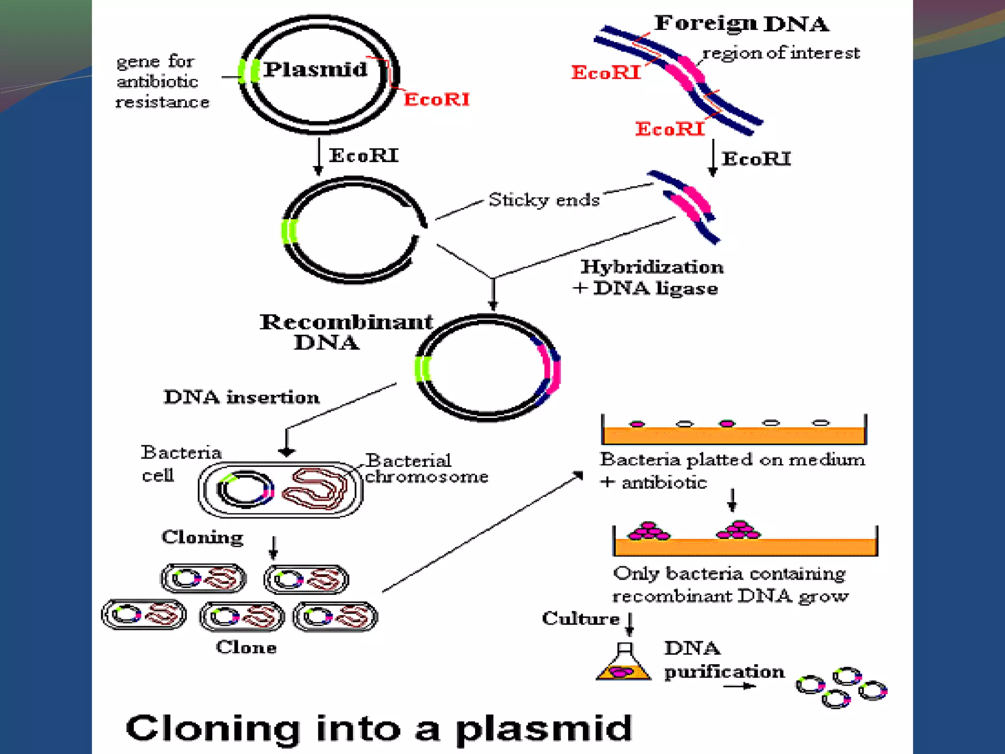 Biochemical techniques used in molecular genetics | PPT | Genetics ...
