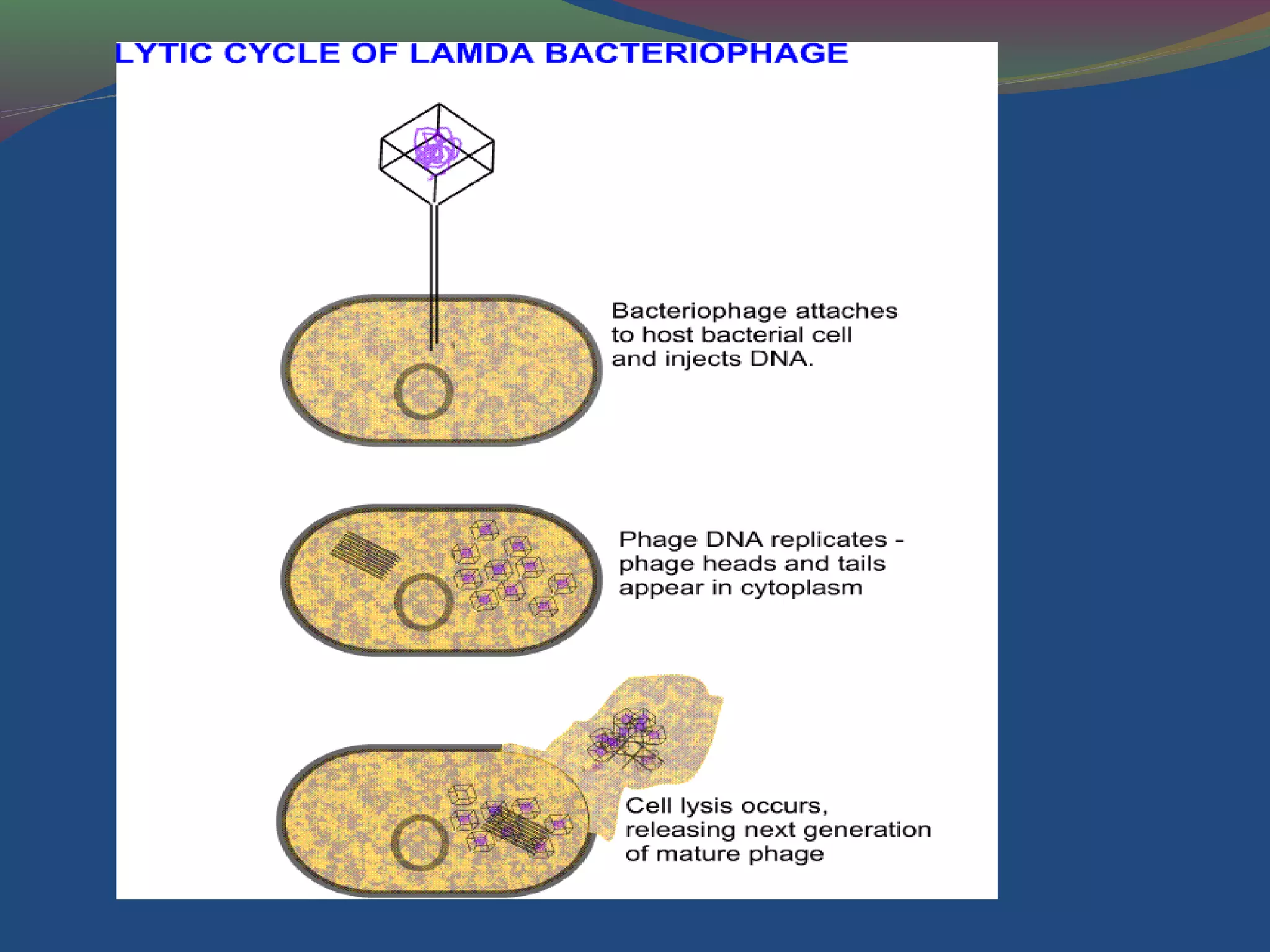 Biochemical techniques used in molecular genetics | PPT | Genetics ...