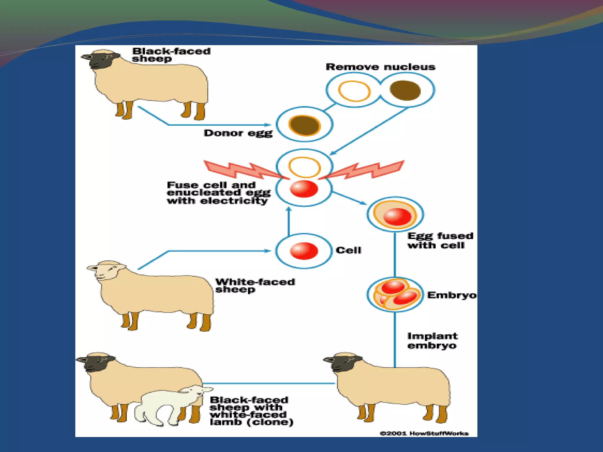 Biochemical techniques used in molecular genetics | PPT | Genetics ...