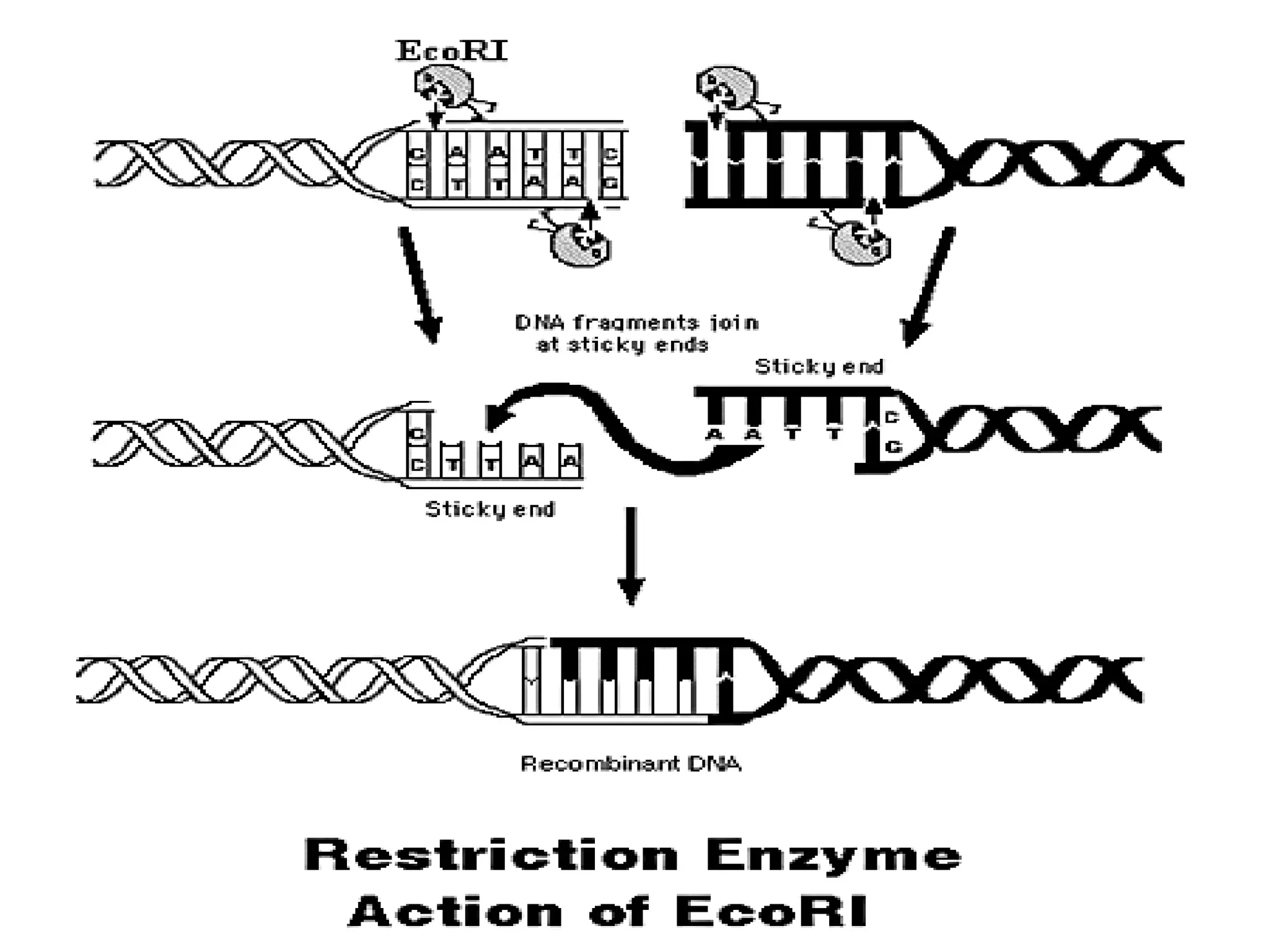 Biochemical techniques used in molecular genetics | PPT | Genetics ...