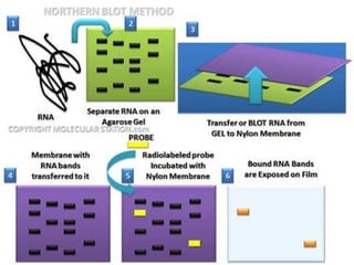 Biochemical techniques used in molecular genetics | PPT