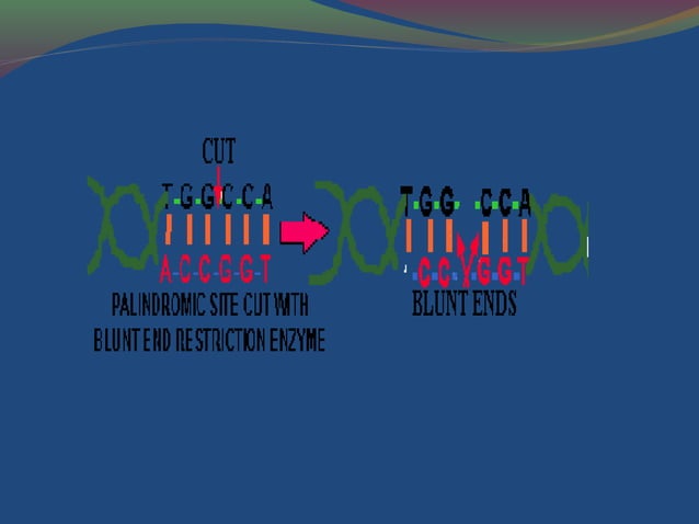 Biochemical techniques used in molecular genetics | PPT | Genetics ...