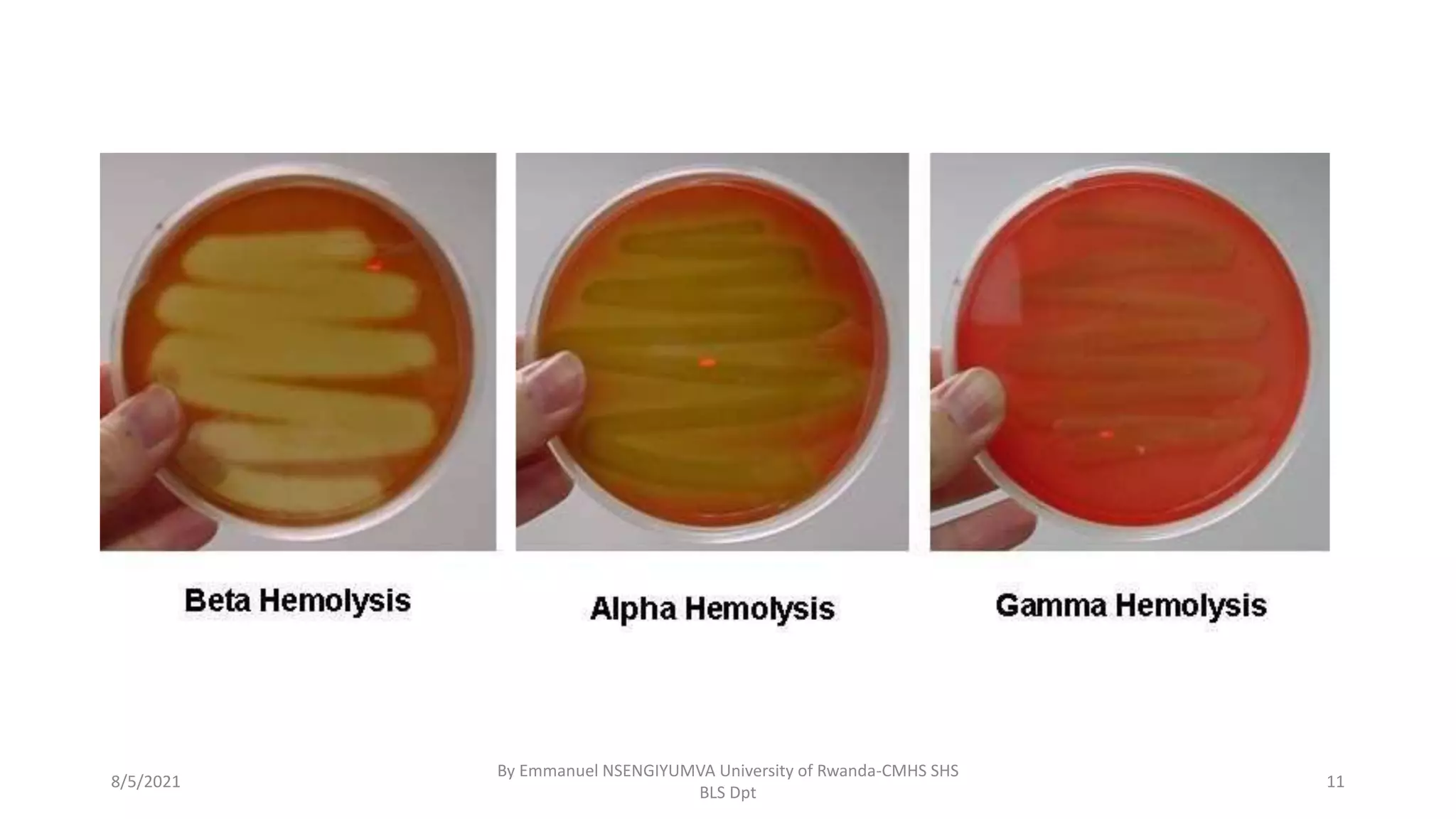 BACTERIA IDENTIFICATION TESTS | PPTX